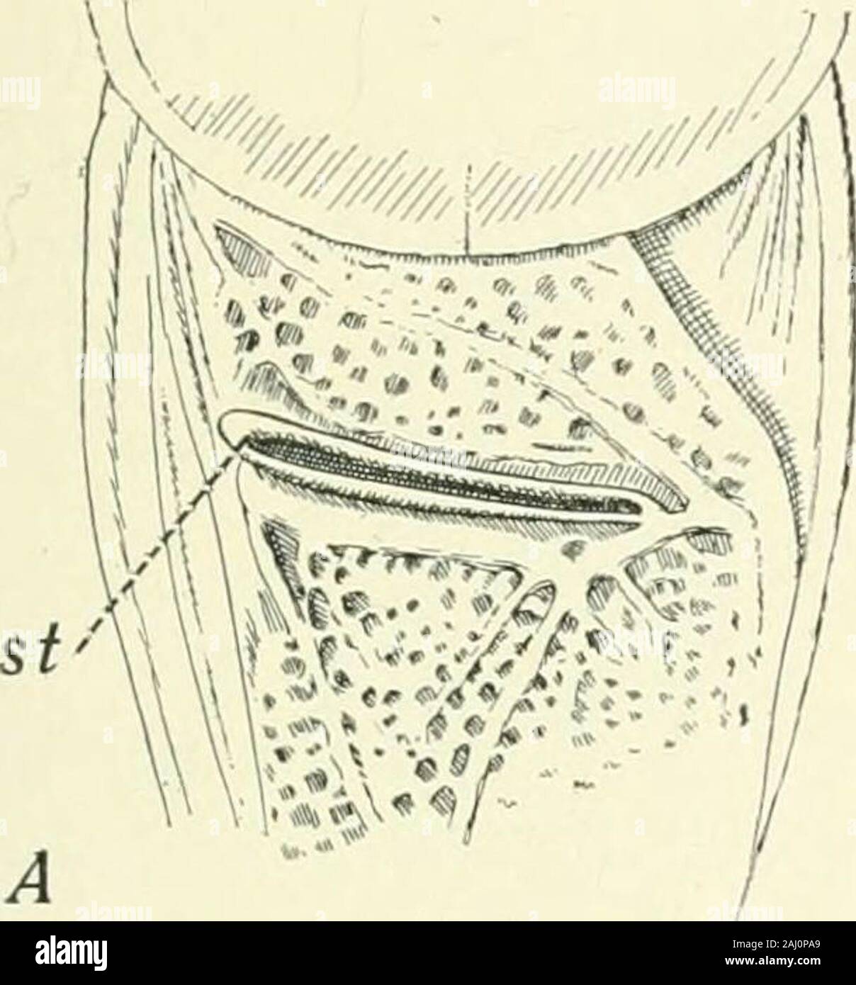 Fifty wings hi-res stock photography and images - Alamy