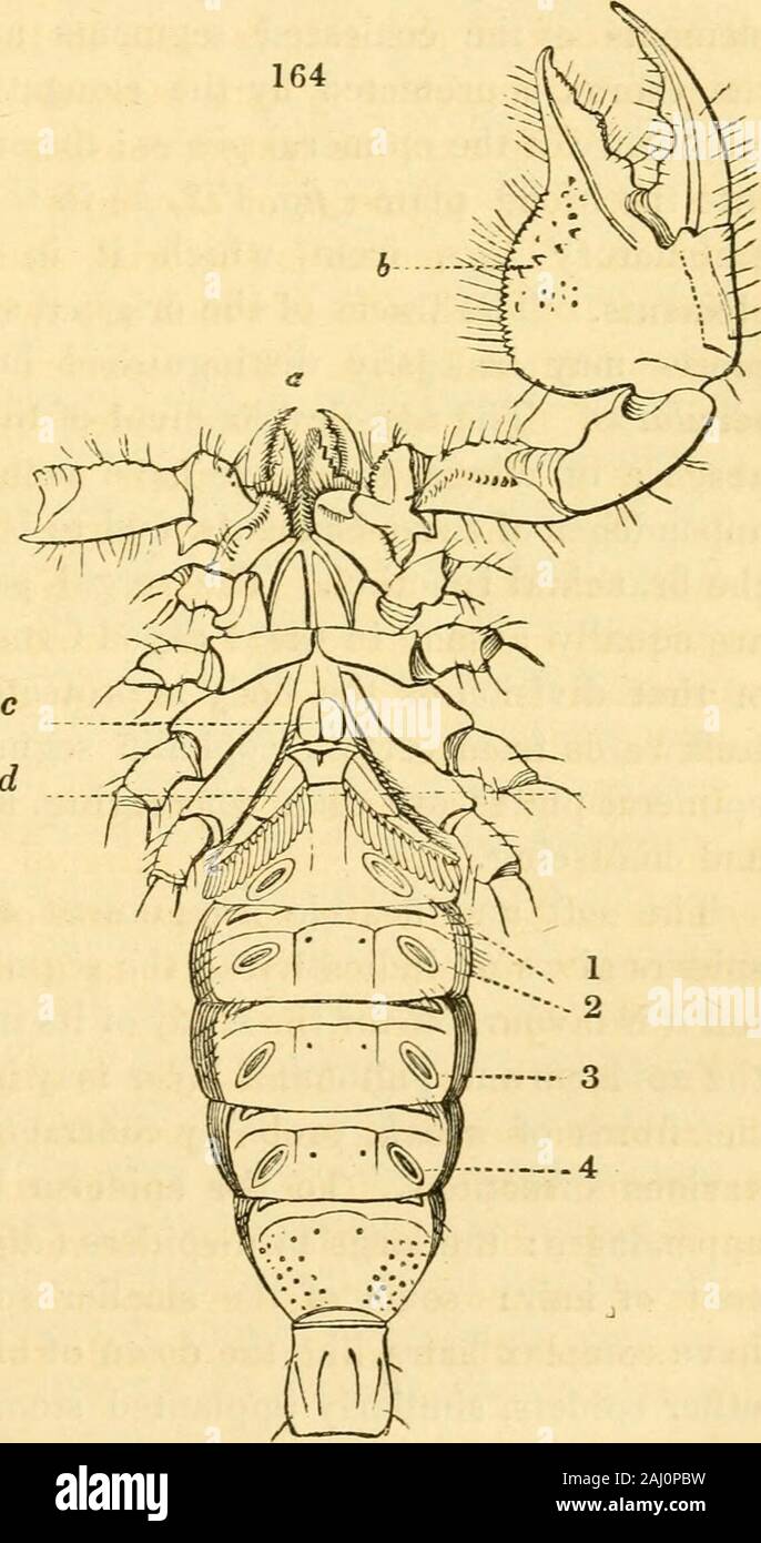 Spiders anatomy hi-res stock photography and images - Alamy