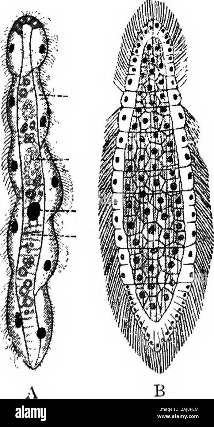 Parazoa Cut Out Stock Images & Pictures - Alamy