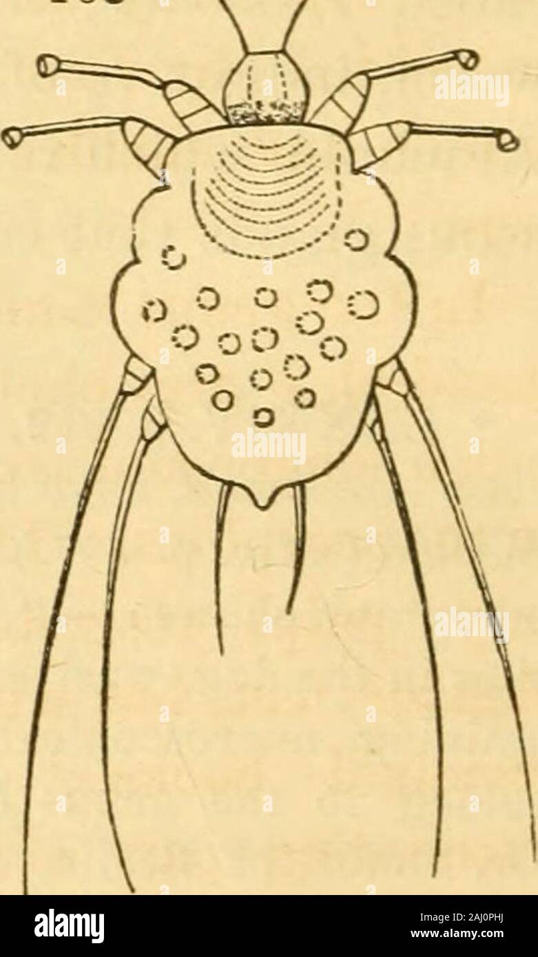 Lobulated hi-res stock photography and images - Alamy