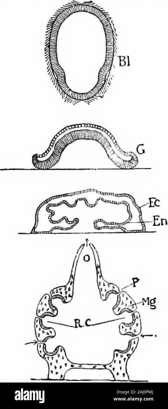 Cross Section Of Sycon