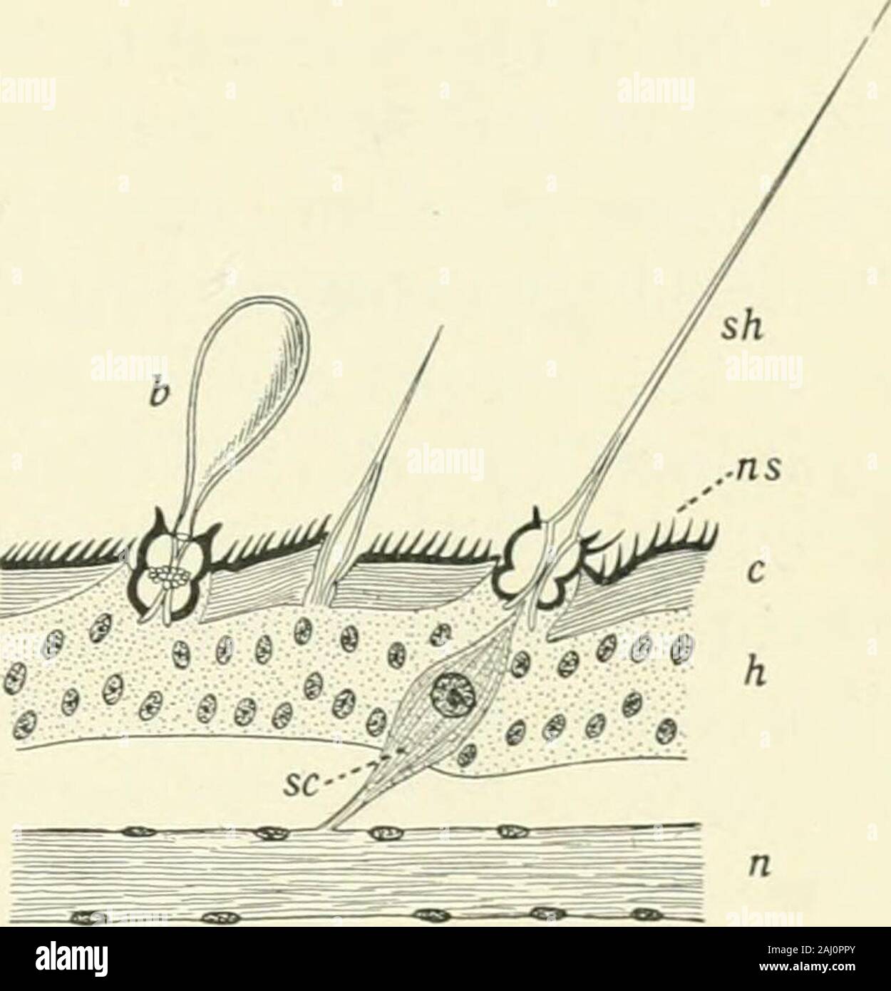 Wasp anatomy hi-res stock photography and images - Alamy