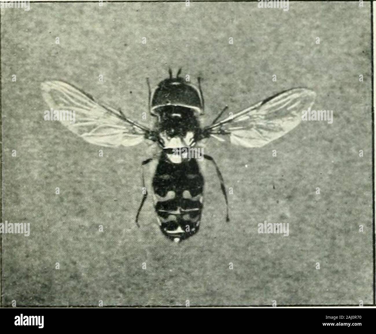 Phagus hi-res stock photography and images - Alamy