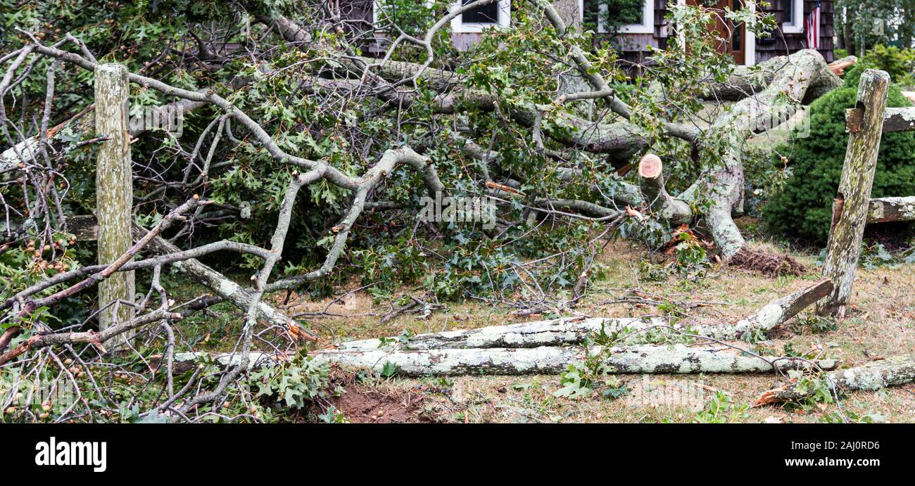 Fence is broken from many large tree branches that fell from tropical ...