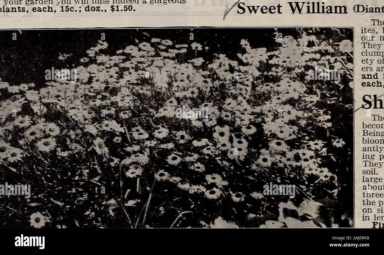 Asta flower hi-res stock photography and images - Alamy