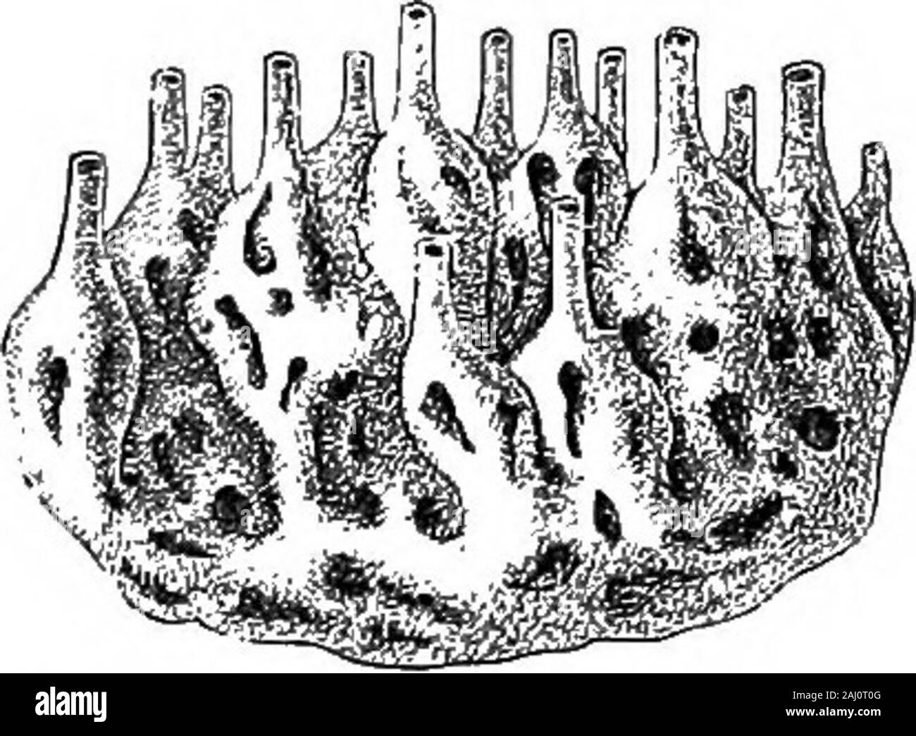 Phago Black and White Stock Photos & Images - Alamy