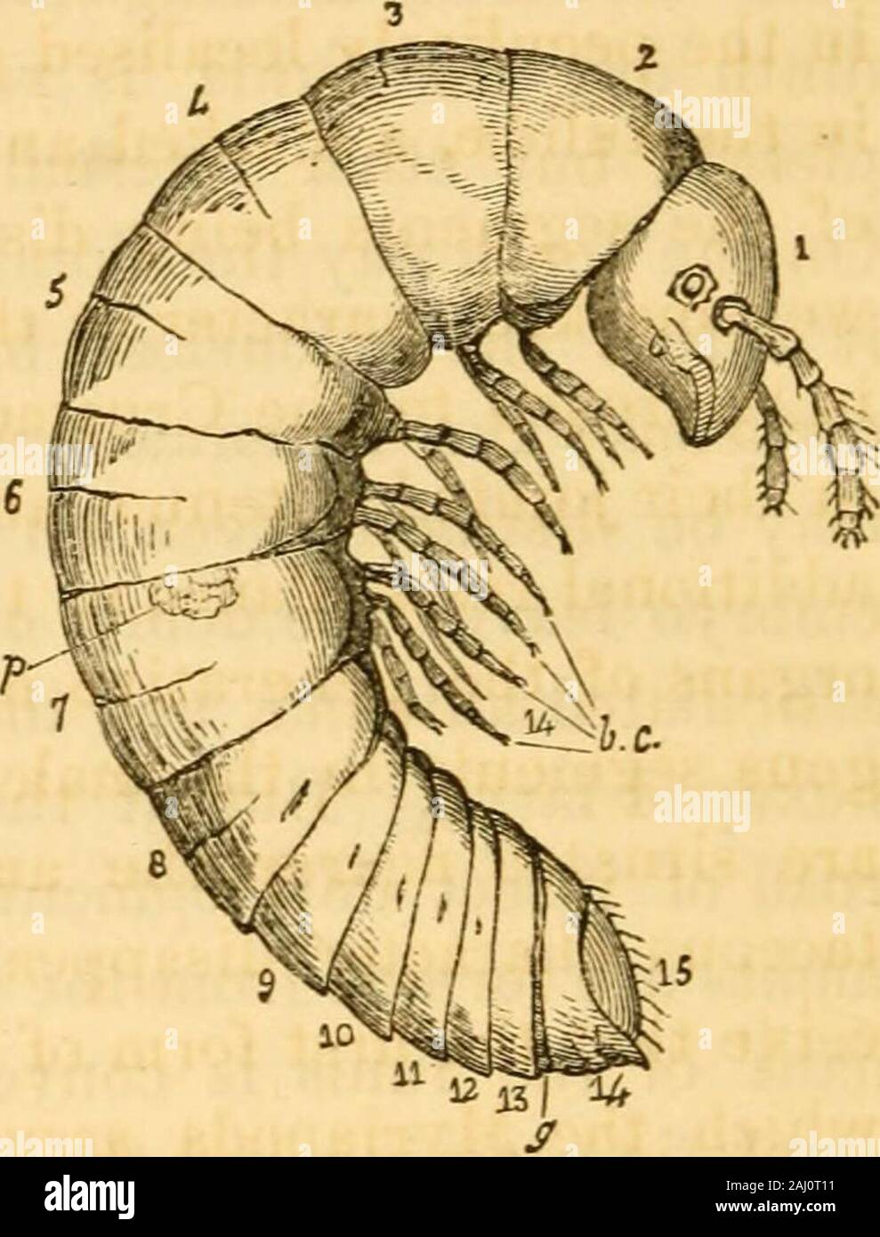 Fettered hi-res stock photography and images - Alamy