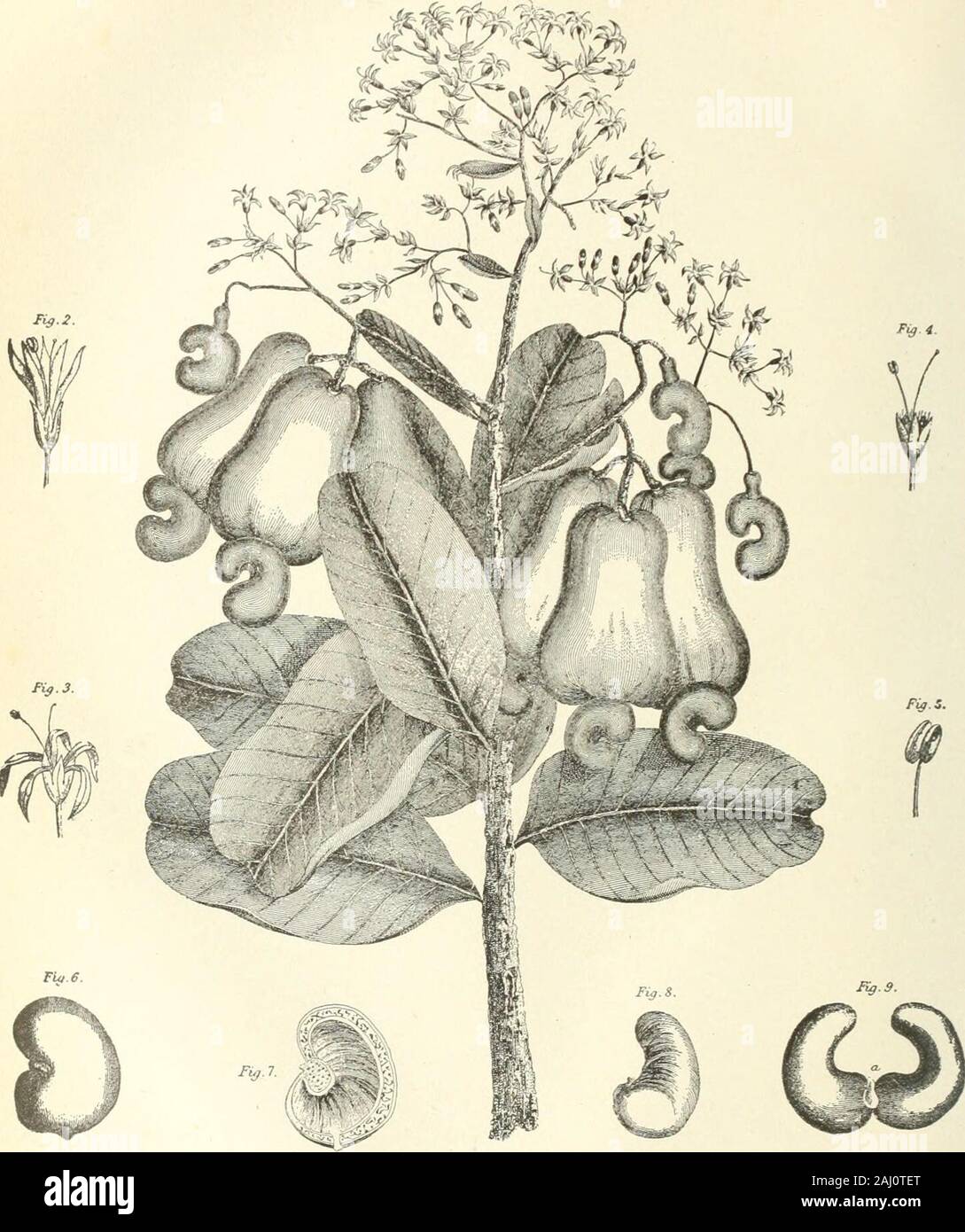 Paate hi-res stock photography and images - Alamy