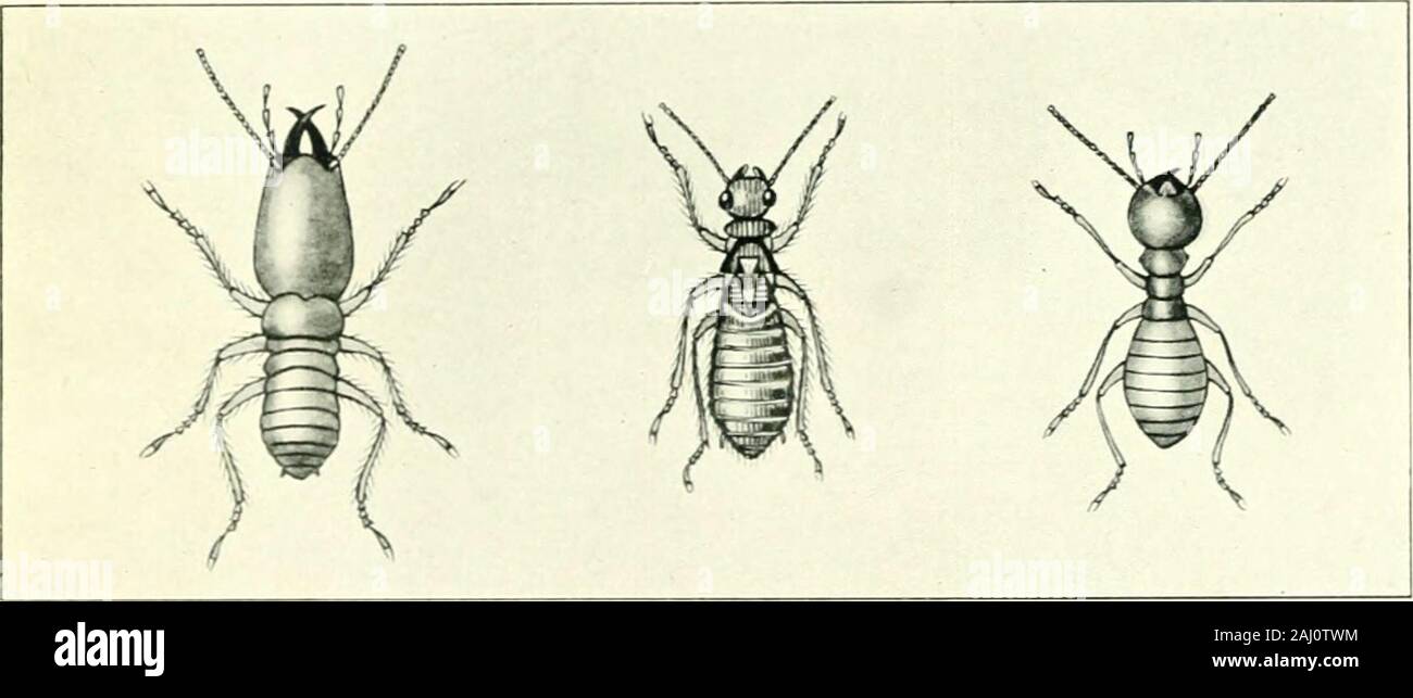 Insects : their life-histories and habits . Royal chamber part of roof ...