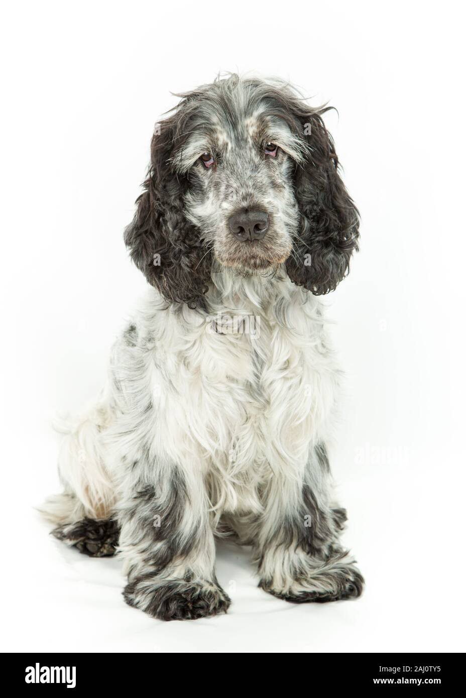 Are Russian Spaniels Intelligent Dogs