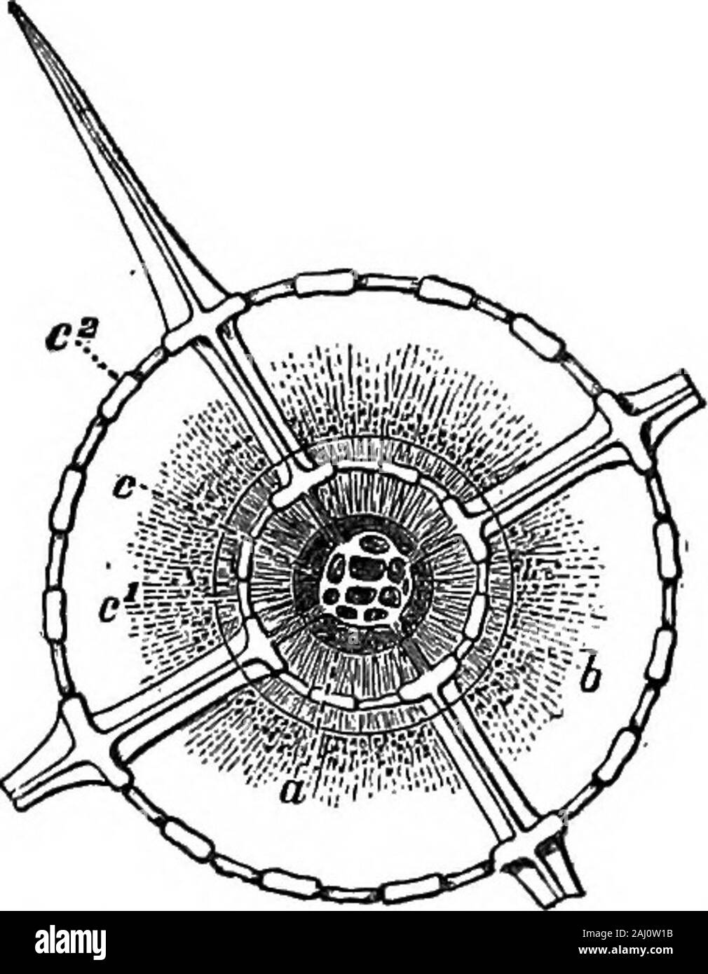 Peridinium Cut Out Stock Images & Pictures - Alamy