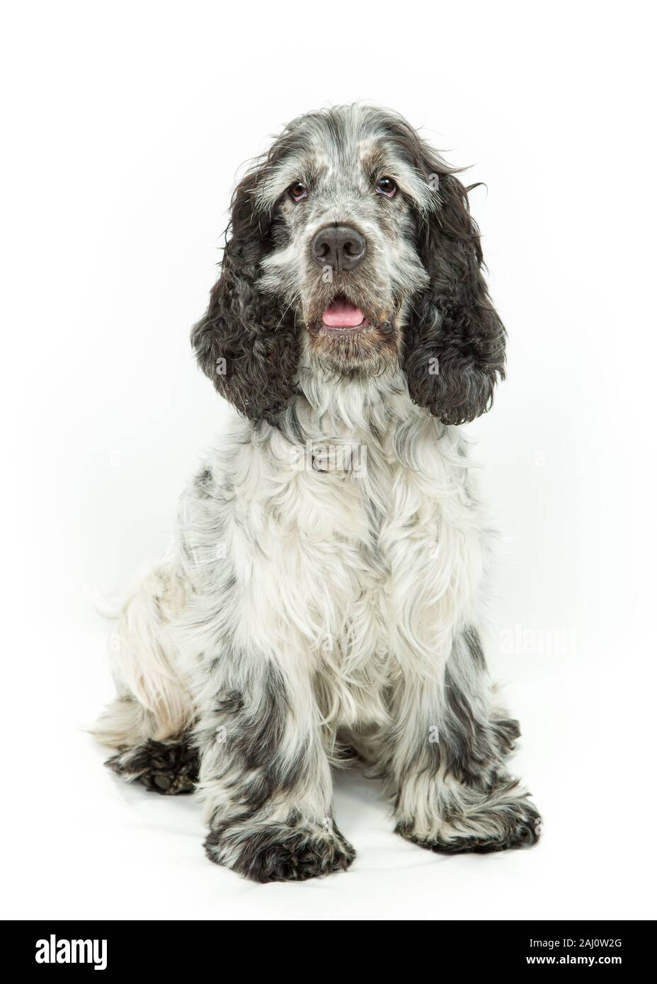 Black White & Grey Blue Roan Cocker Spaniel dog sitting & laying on ...