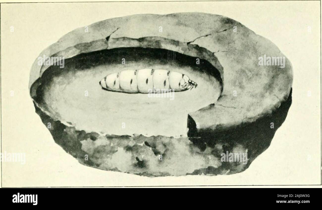 Suture ants hi-res stock photography and images - Alamy