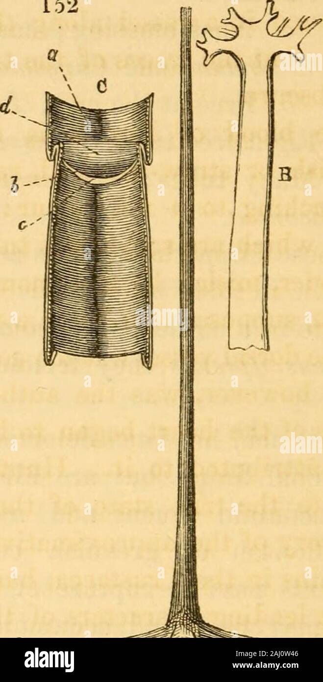 Lectures on the comparative anatomy and physiology of the invertebrate ...