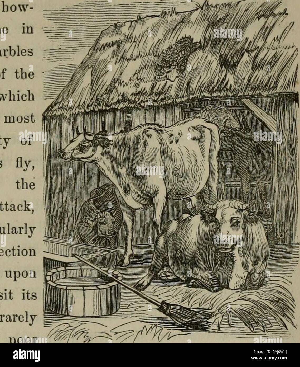 Warbles hi-res stock photography and images - Alamy