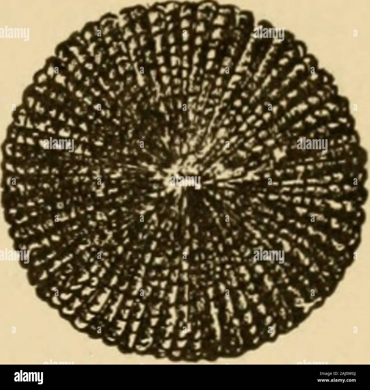 Porpita hi-res stock photography and images - Alamy