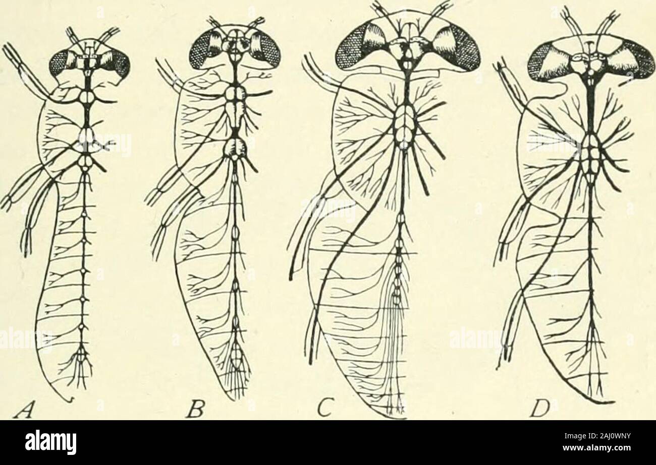 Thysanuran hi-res stock photography and images - Alamy
