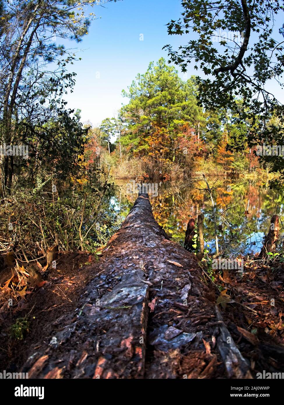 Conroe, TX USA - 11/15/2019 - Fallen Tree Leading Into The Lake Stock ...
