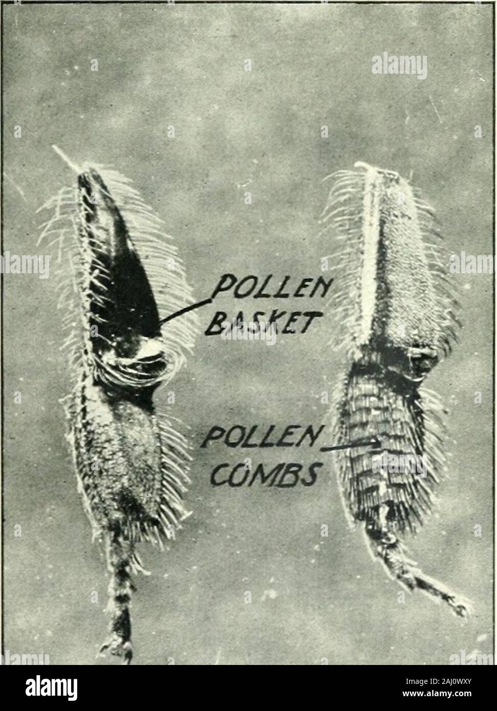 Pollen on hind legs hi-res stock photography and images - Alamy