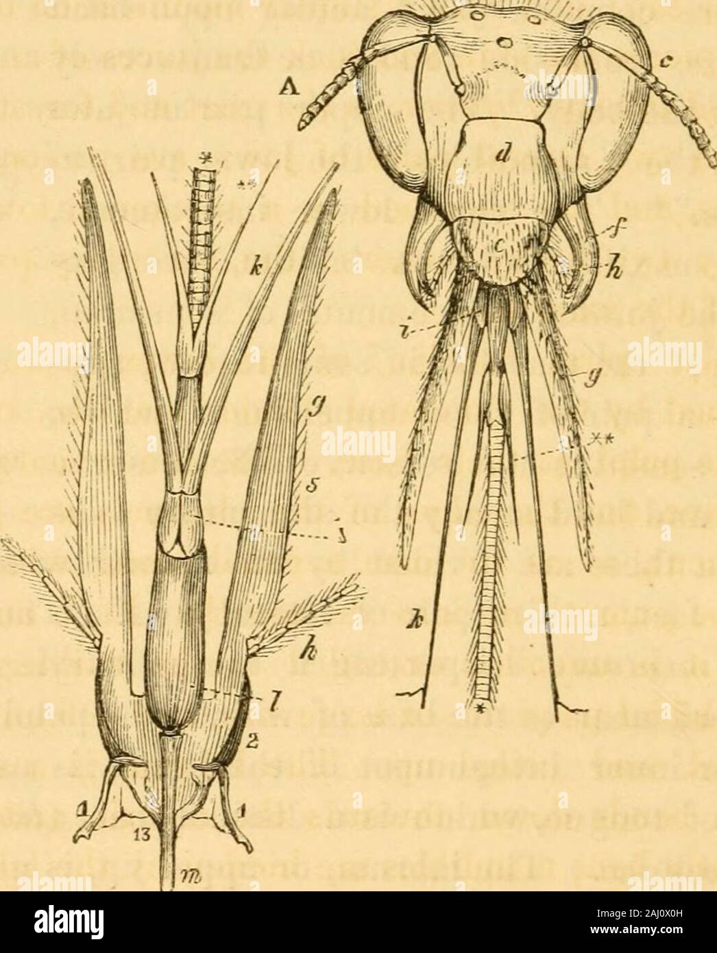 The_mandibles hi-res stock photography and images - Alamy