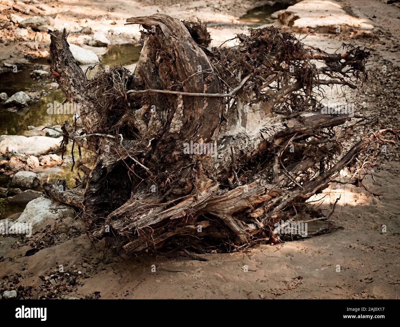 Spring TX USA - 10/10/2019 - Old Rotten Tree Root in River Bed Stock ...
