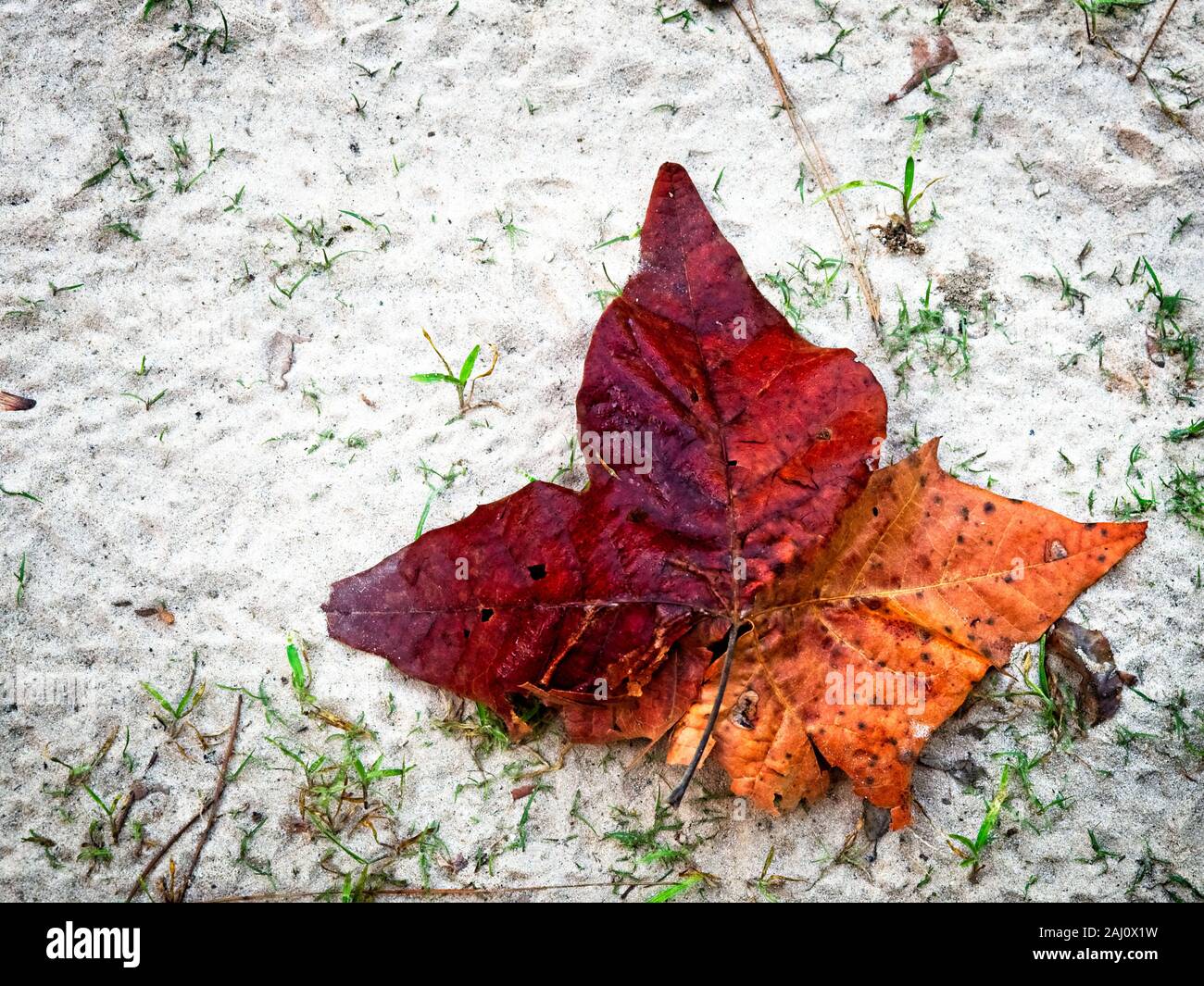 Fall beach leaf hi-res stock photography and images - Alamy