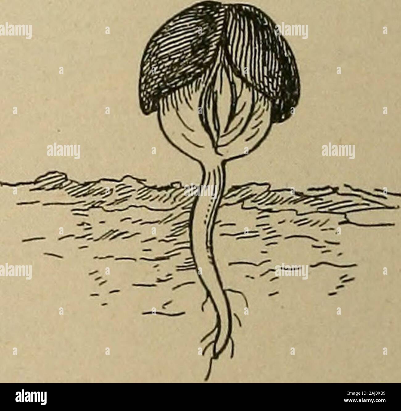 Notes of lessons on the Herbartian method (based on Herbart's plan ...