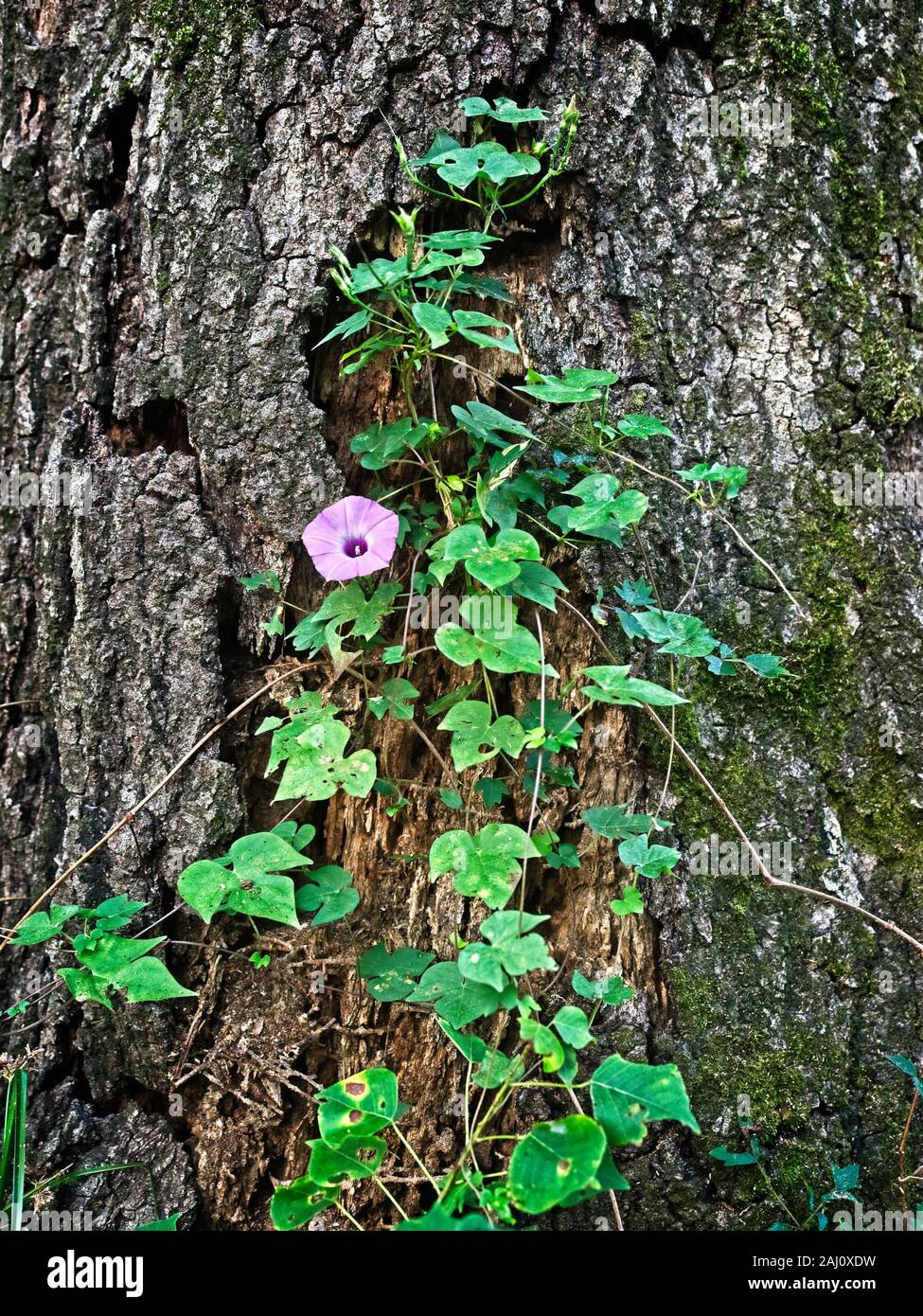 Bloom and wild flowers hi-res stock photography and images - Alamy