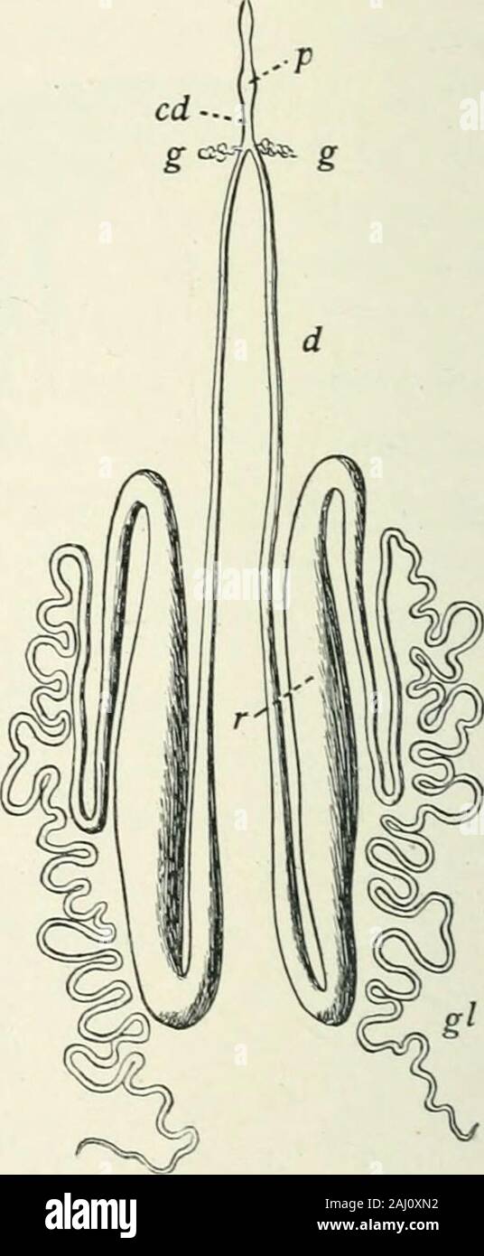Entomology : with special reference to its biological and economic ...