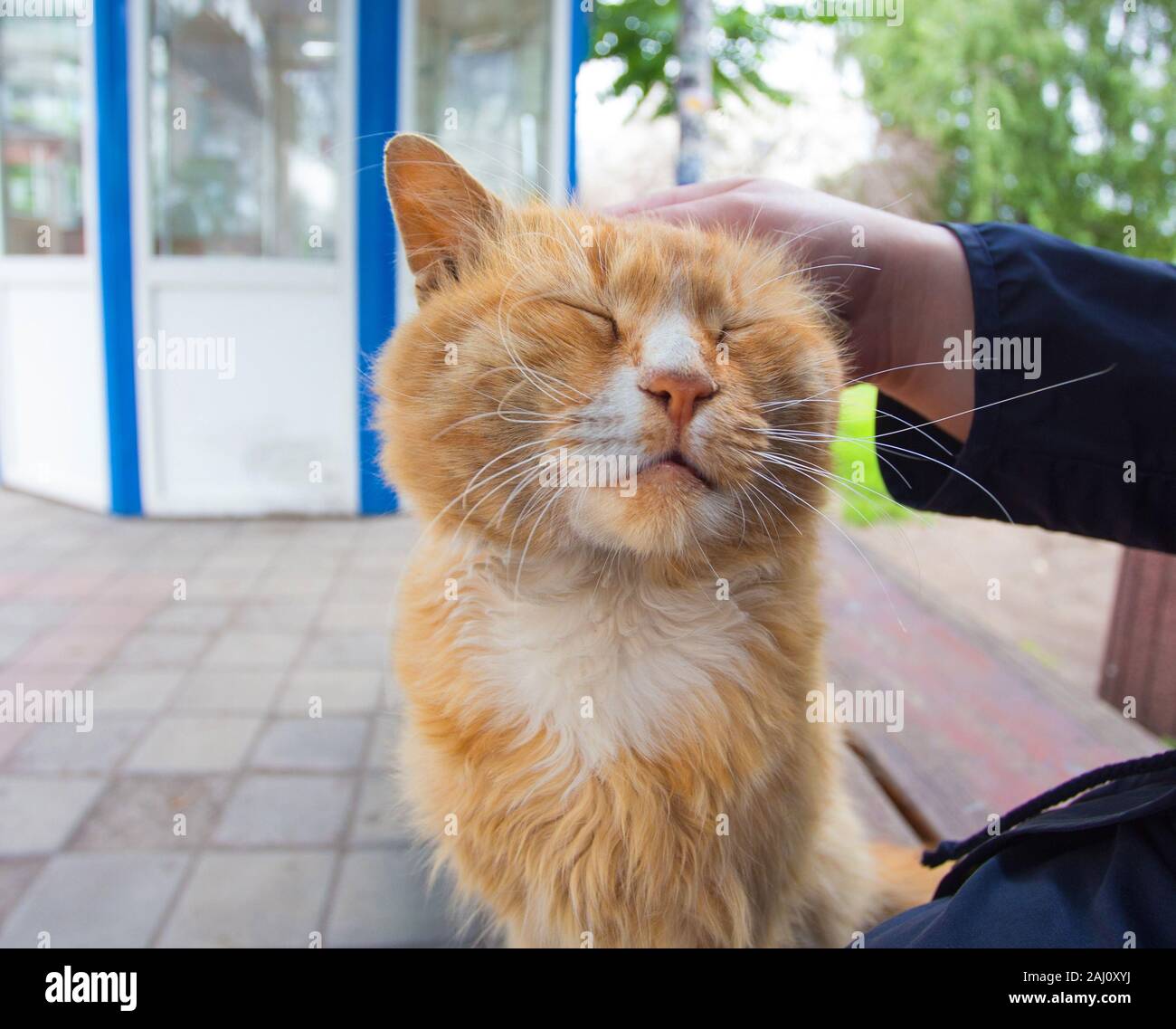 Human Headed Cat High Resolution Stock Photography and Images - Alamy