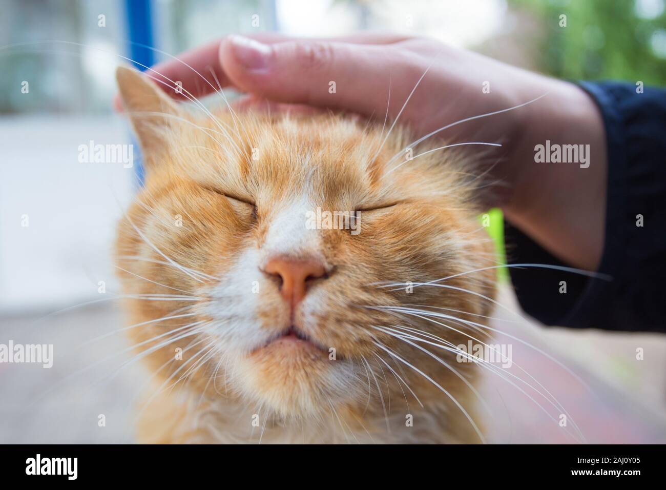 Human headed cat hi-res stock photography and images - Alamy