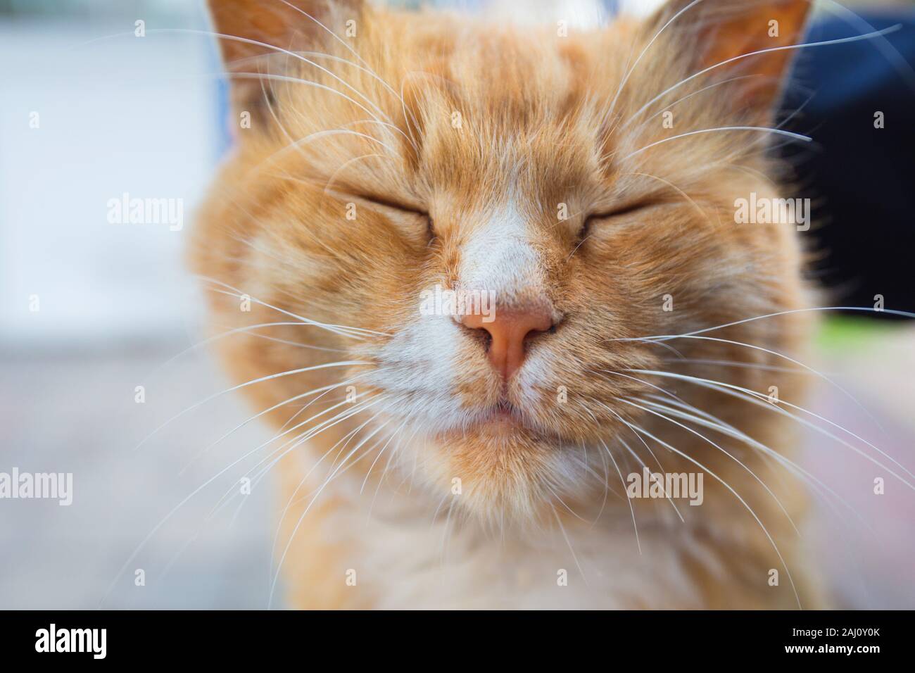 Human Headed Cat High Resolution Stock Photography and Images - Alamy