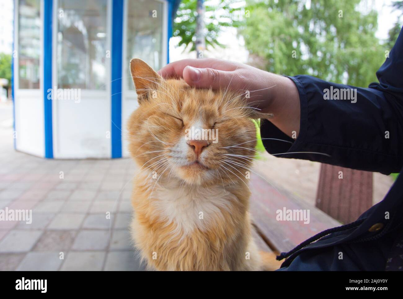 Human hand stroking the red headed cat Stock Photo - Alamy