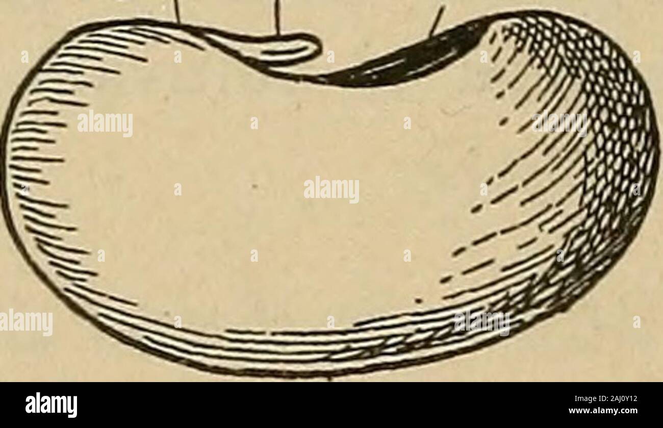 Radicle hi-res stock photography and images - Alamy