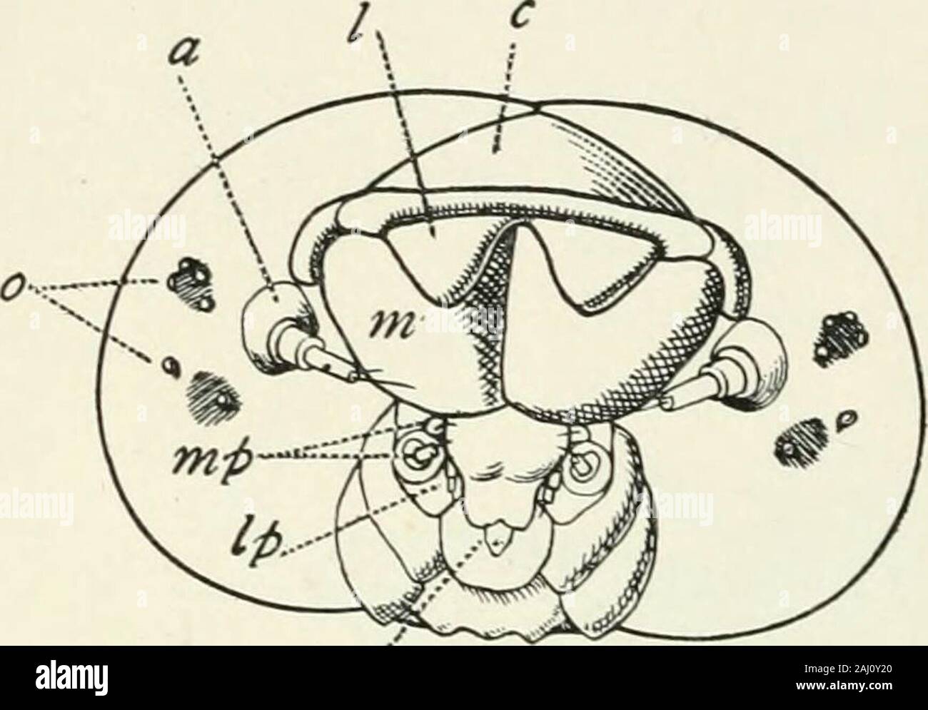 Scaleinsects hi-res stock photography and images - Alamy