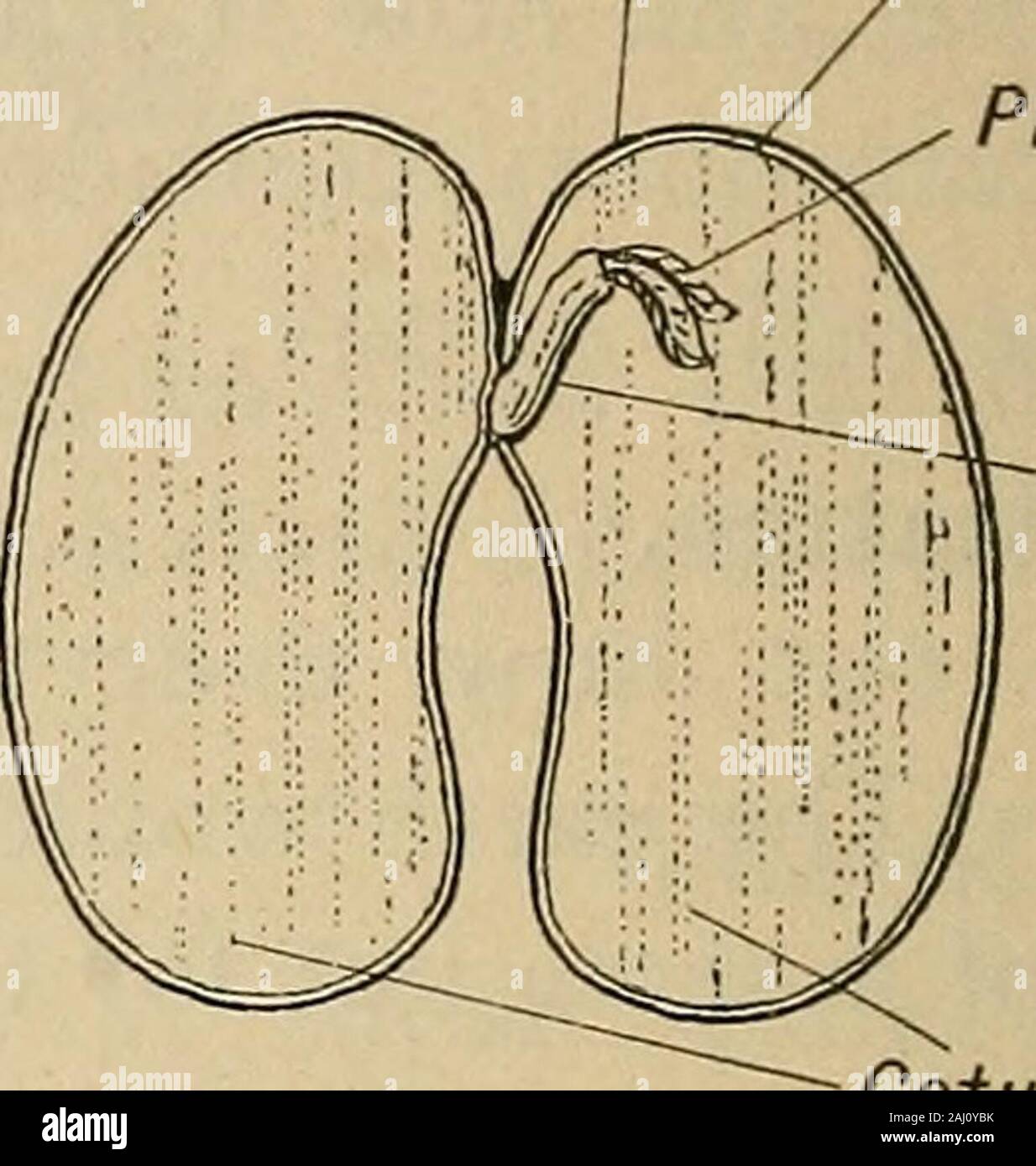 Notes of lessons on the Herbartian method (based on Herbart's plan ...