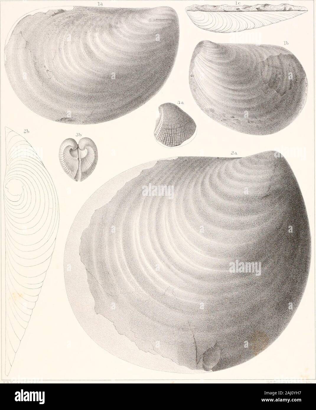 Report of the United States Geological Survey of the territories ...