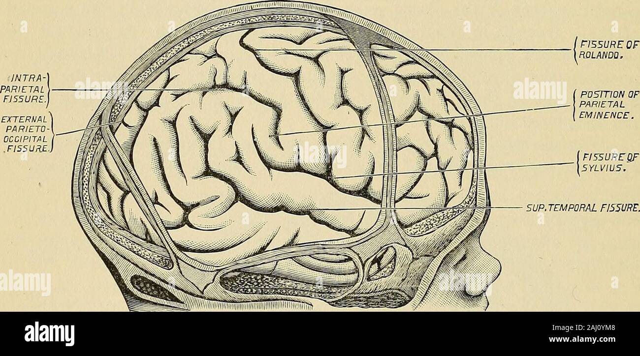 Squamous suture hi-res stock photography and images - Alamy