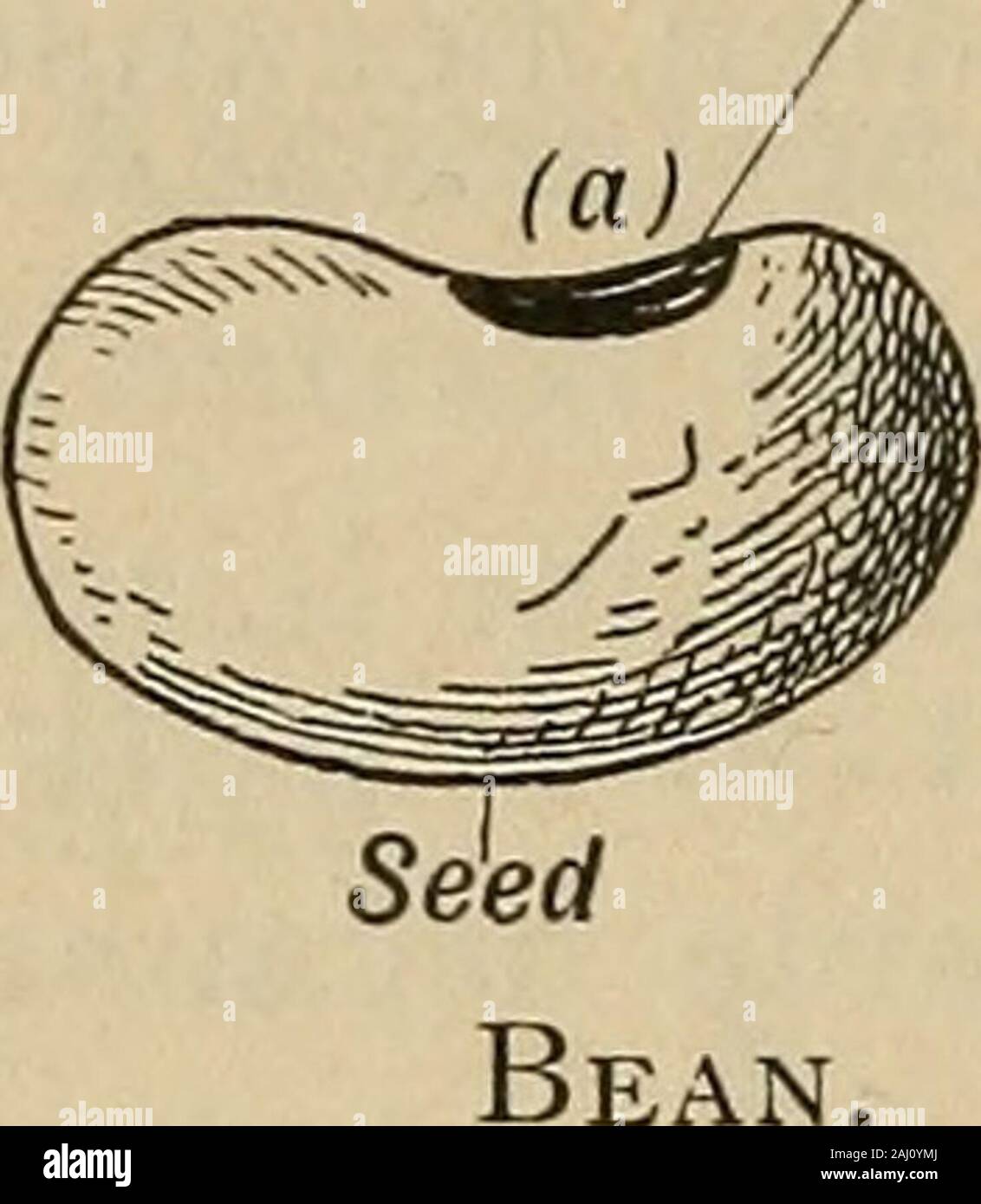 Notes of lessons on the Herbartian method (based on Herbart's plan ...