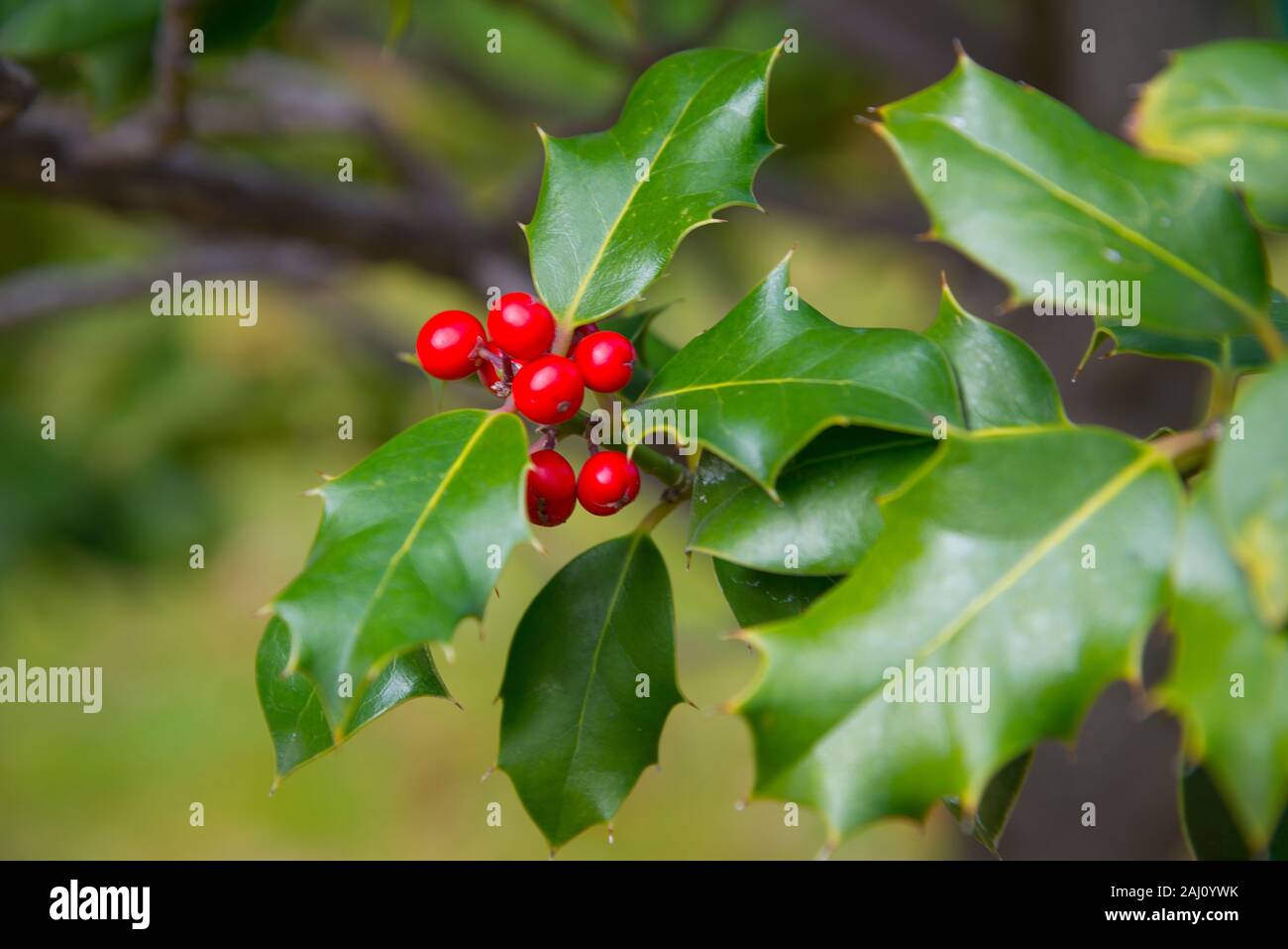 Holly. Close view Stock Photo - Alamy