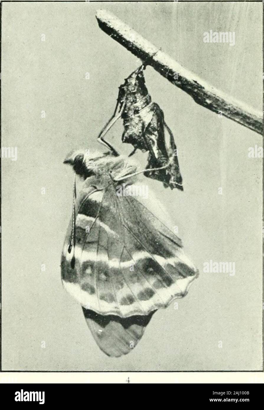 Hioi hi-res stock photography and images - Alamy