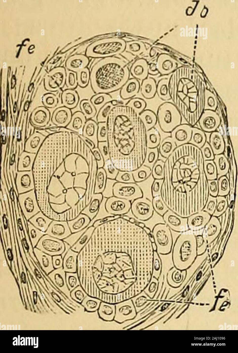 Developing ova hi-res stock photography and images - Alamy