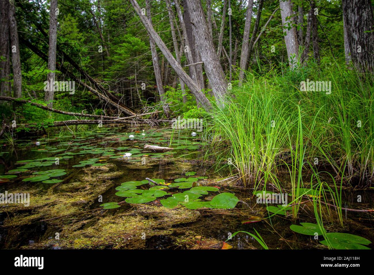Forest Wetlands Landscape. Lush green forest wetland with lily pads and ...