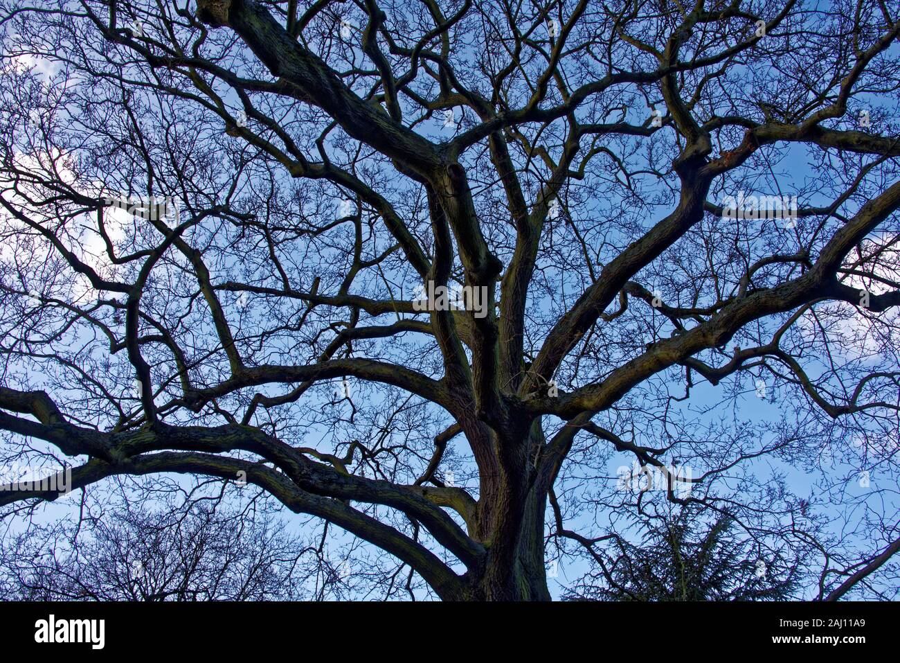 Big maple tree hi-res stock photography and images - Alamy