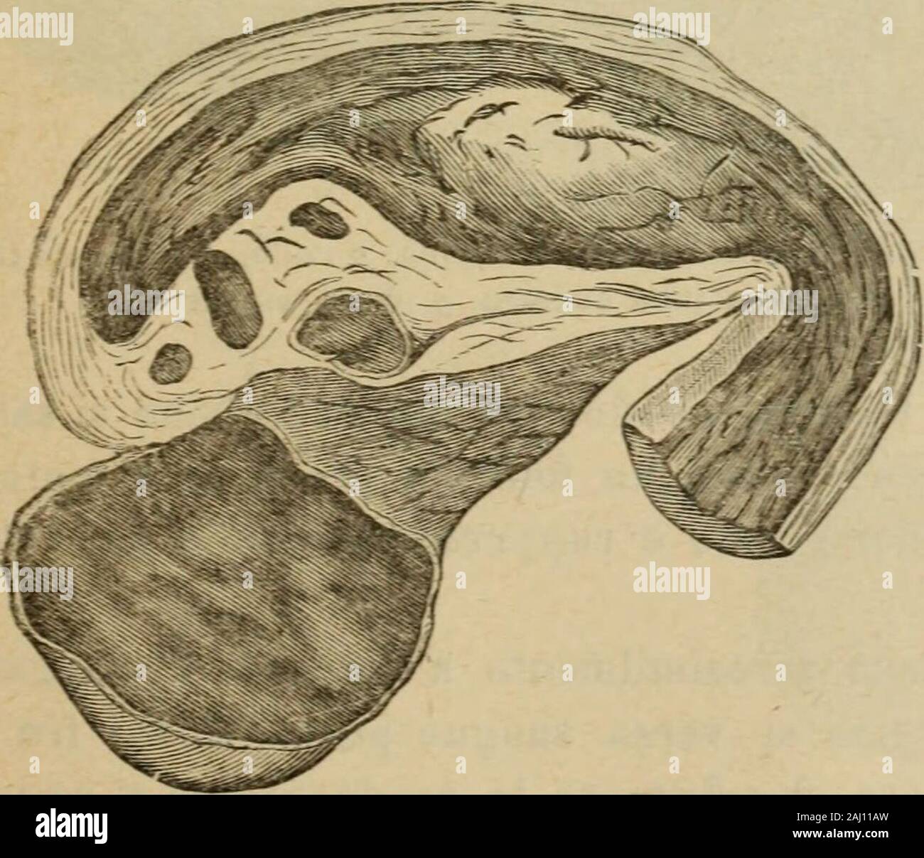 Esempio tipico hi-res stock photography and images - Alamy