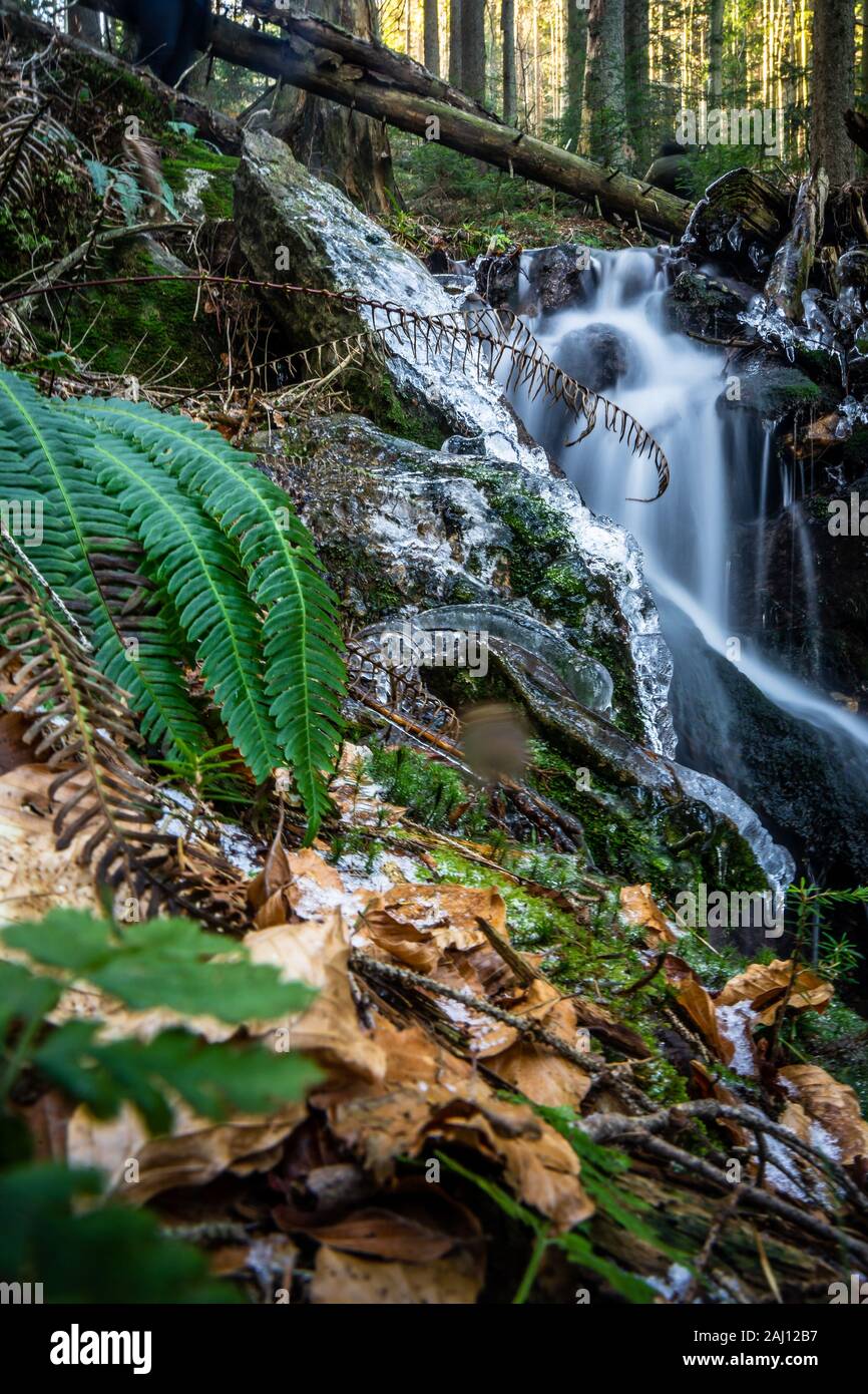 The Bohemian Forest, known in Czech as Sumava, is a low mountain range ...