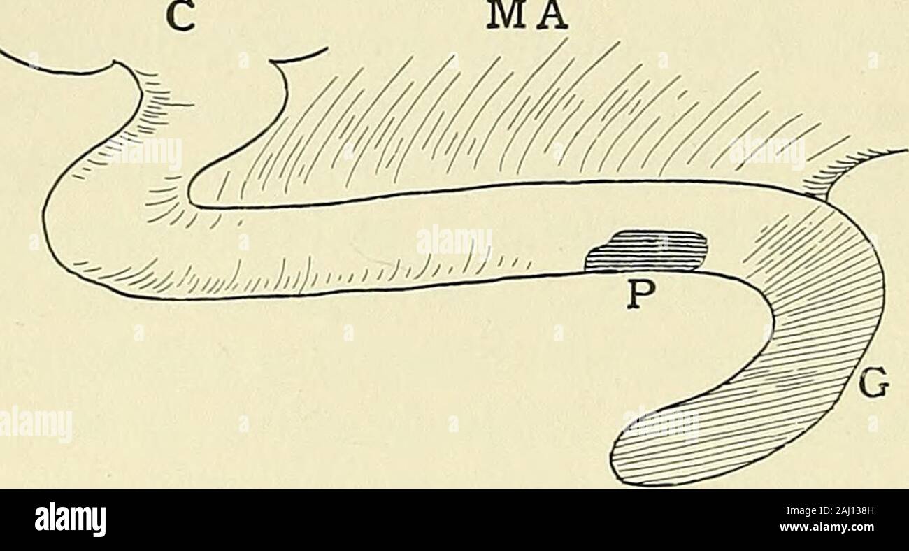Hiatus Semilunaris Abdomen