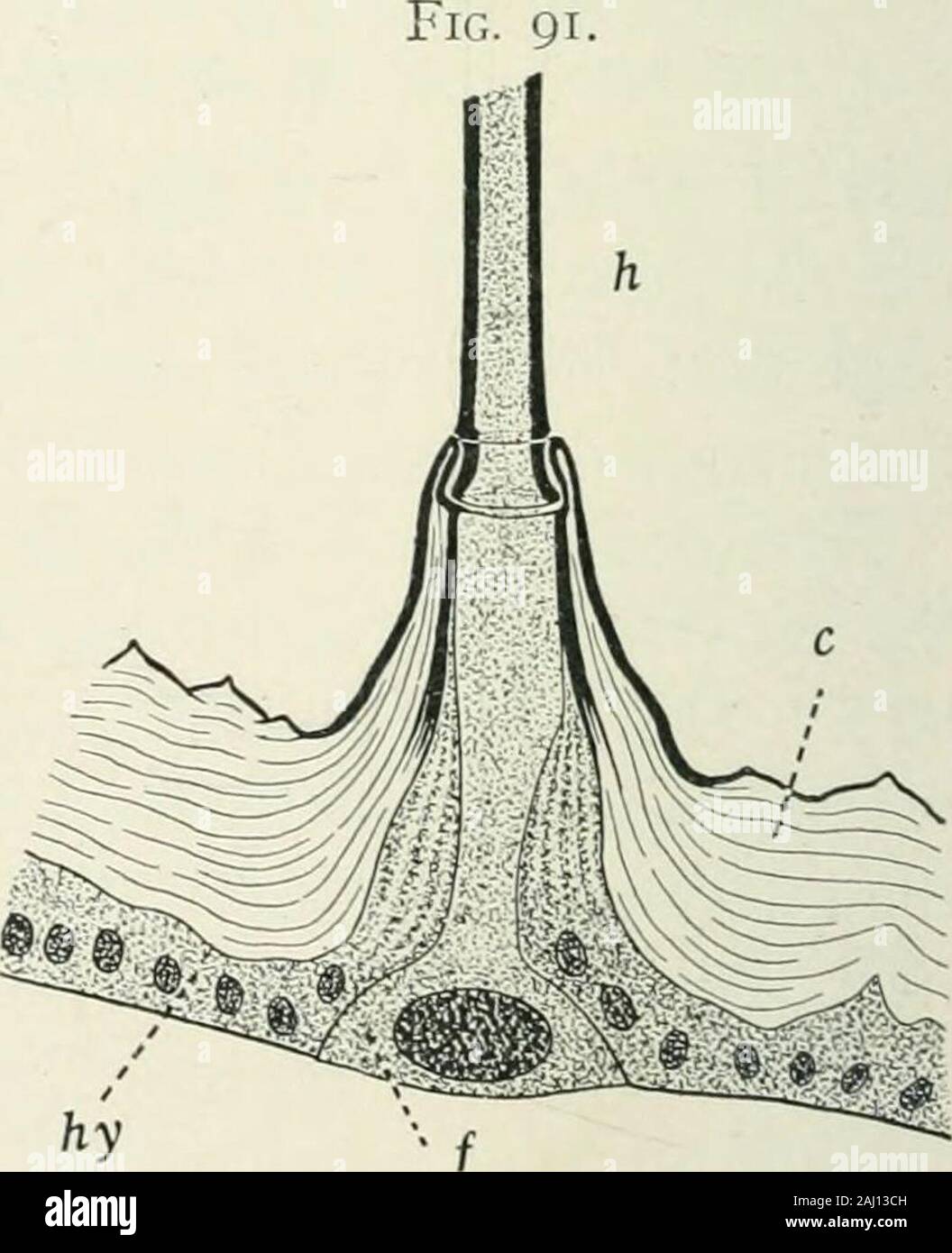 Trachea etc hi-res stock photography and images - Alamy