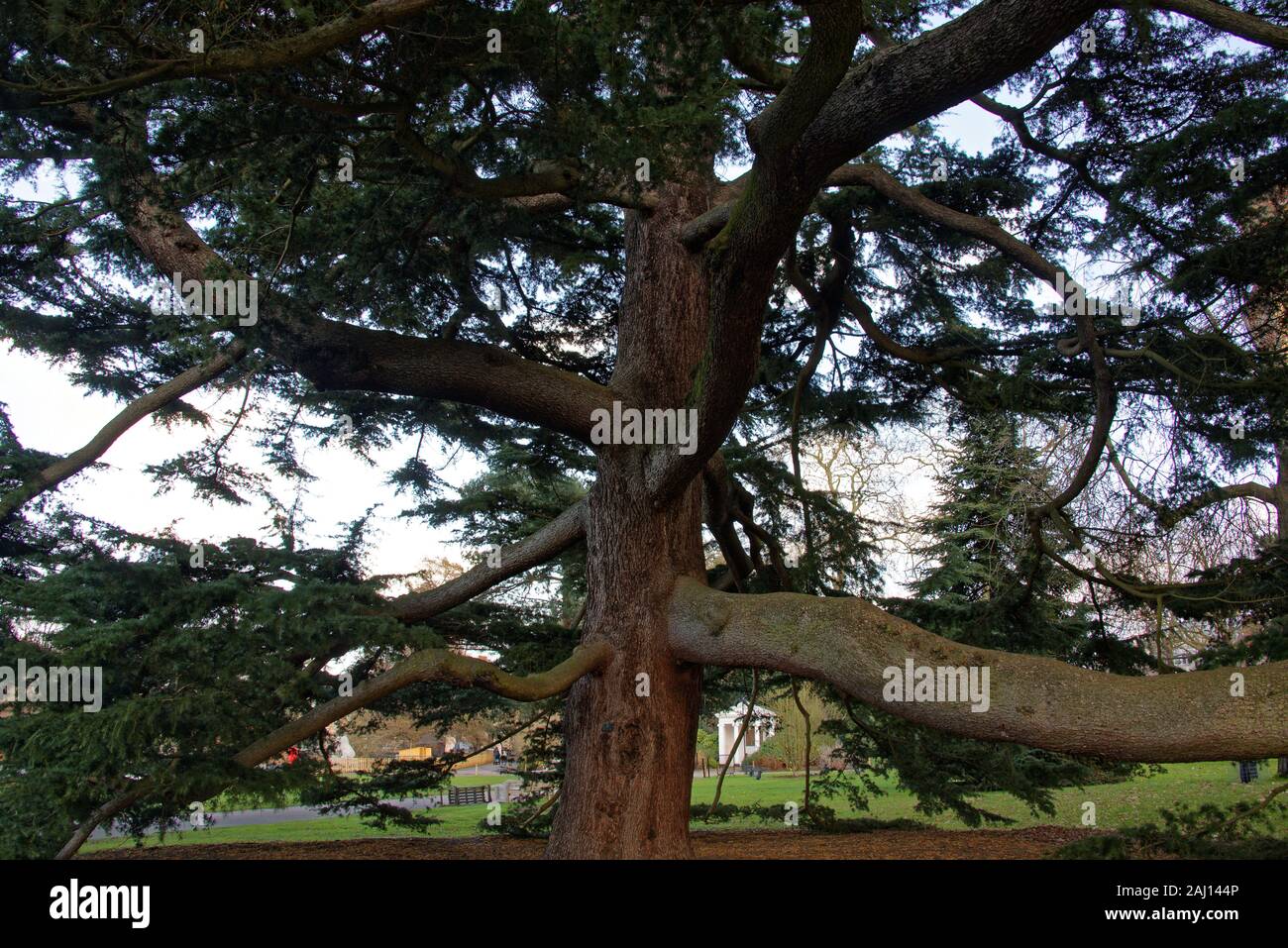 Deodar cedar is a species of cedar native to the western Himalayas in ...