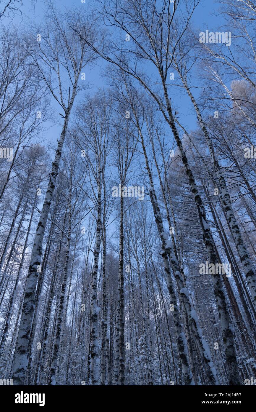 Harbin ice and snow world park hi-res stock photography and images - Alamy